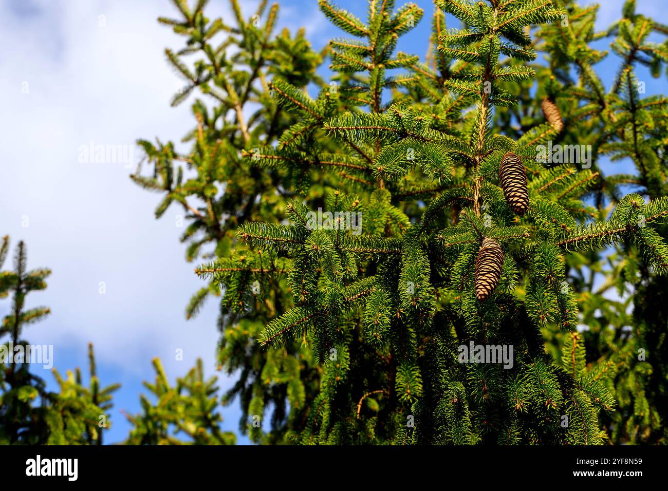 Blue spruce evergreen hi-res stock photography and images - Alamy