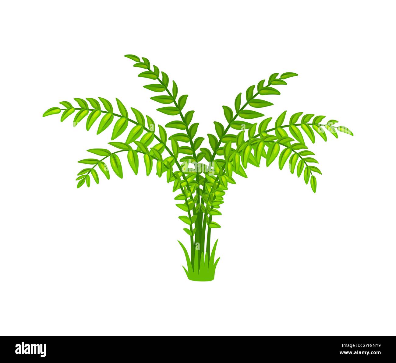 Vibrant, green fern plant with long, arching fronds and numerous ...