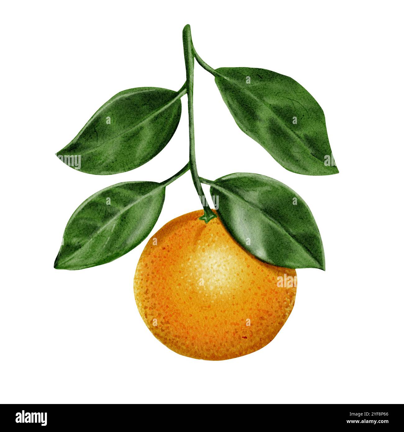 Branch with orange. Green leaves and orange fruit. The orange is ripe ...