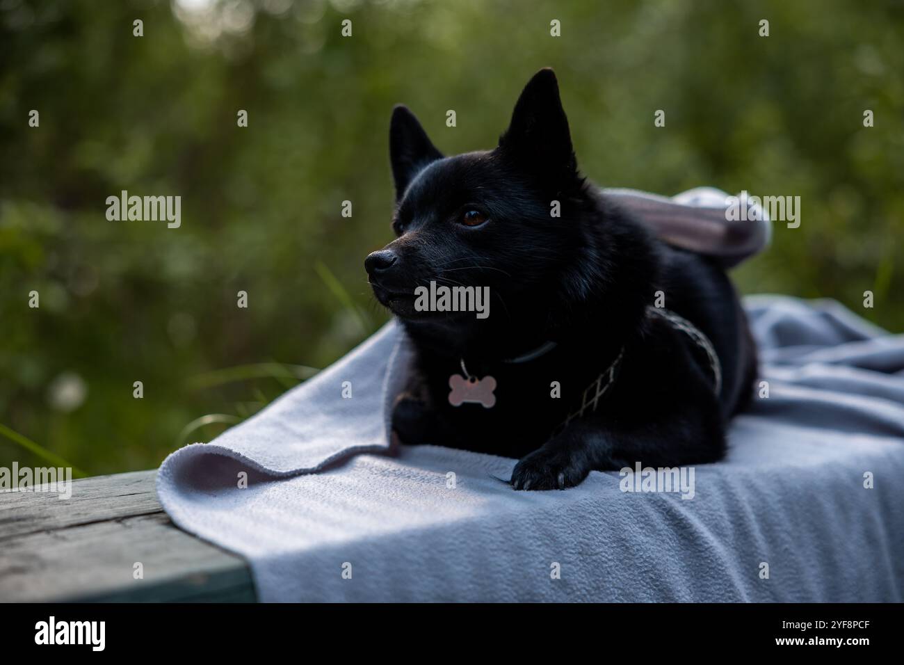 Schipperke portrait hi-res stock photography and images - Alamy