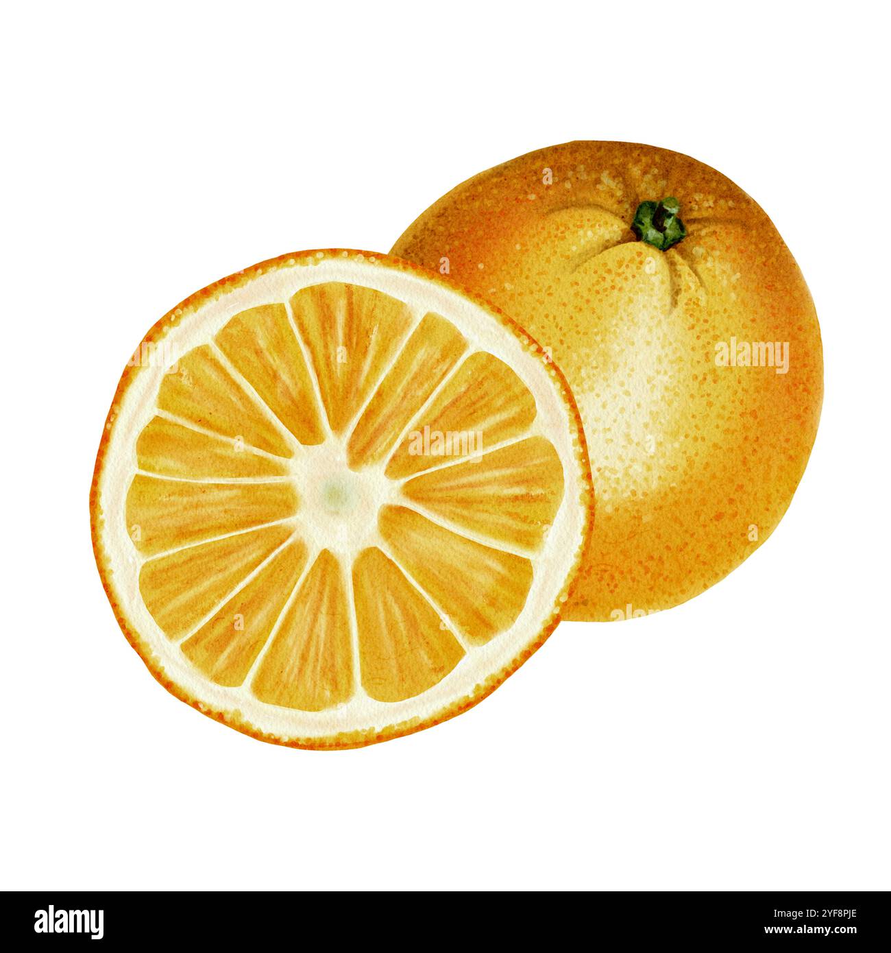 Juicy oranges. Whole fruit and half. Orange cut in half. You can see ...