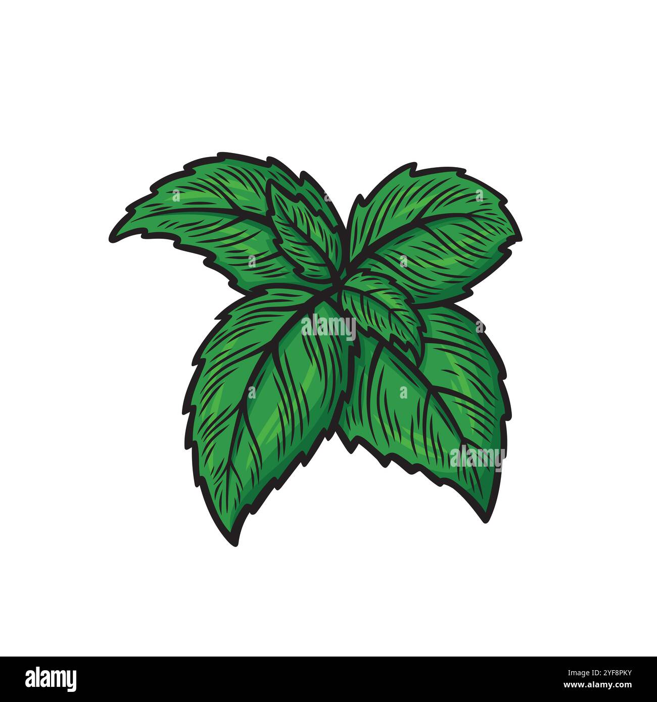 Leaf leaves aromatic basil Stock Vector Images - Alamy