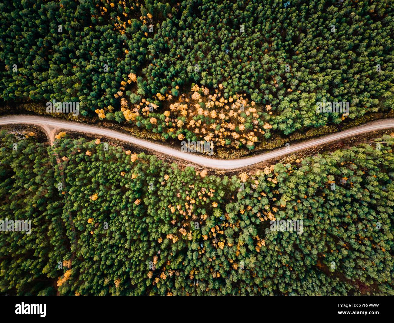 Aerial view of thick forest in autumn with road cutting through Stock ...
