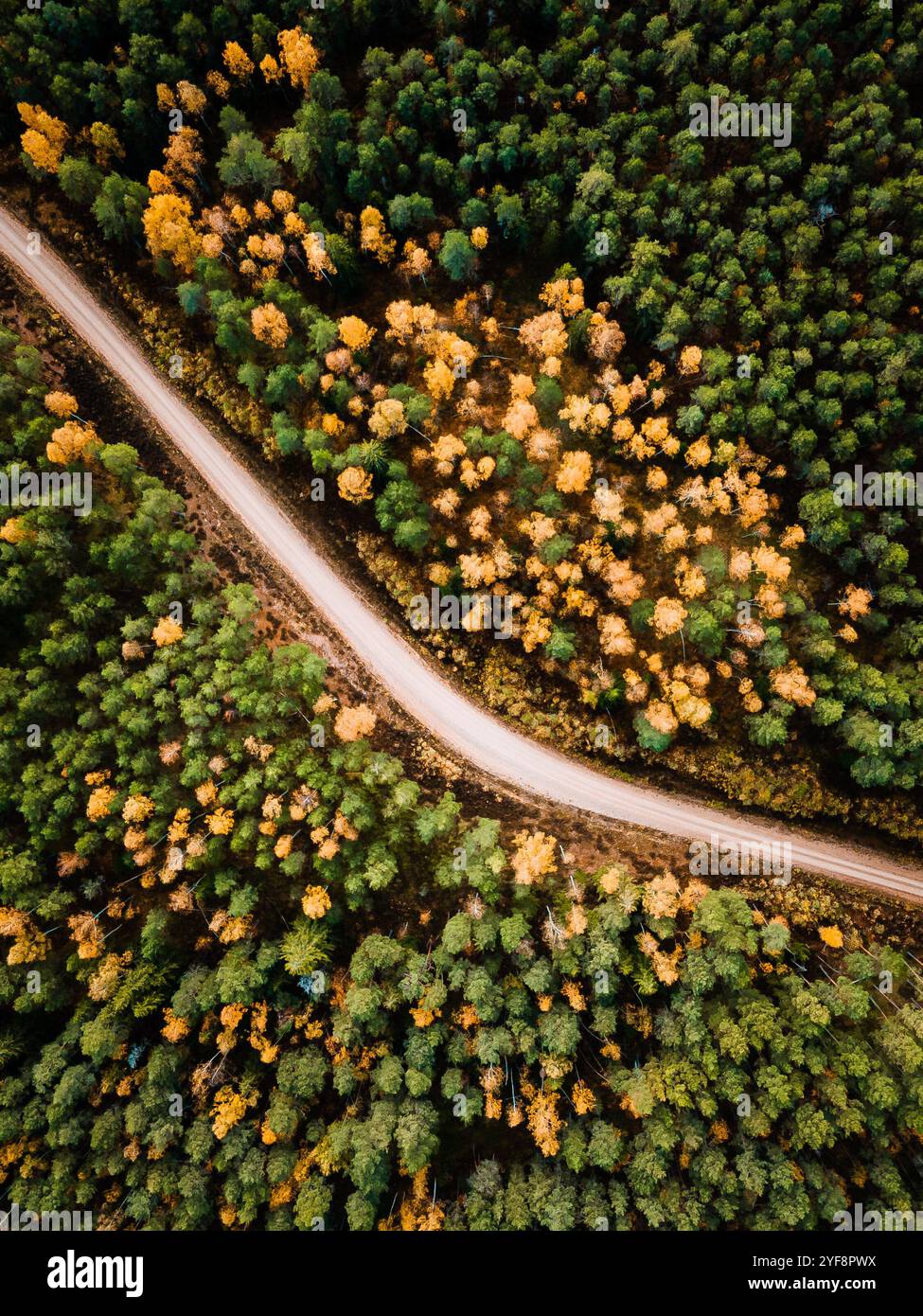 Aerial view of thick forest in autumn with road cutting through Stock ...