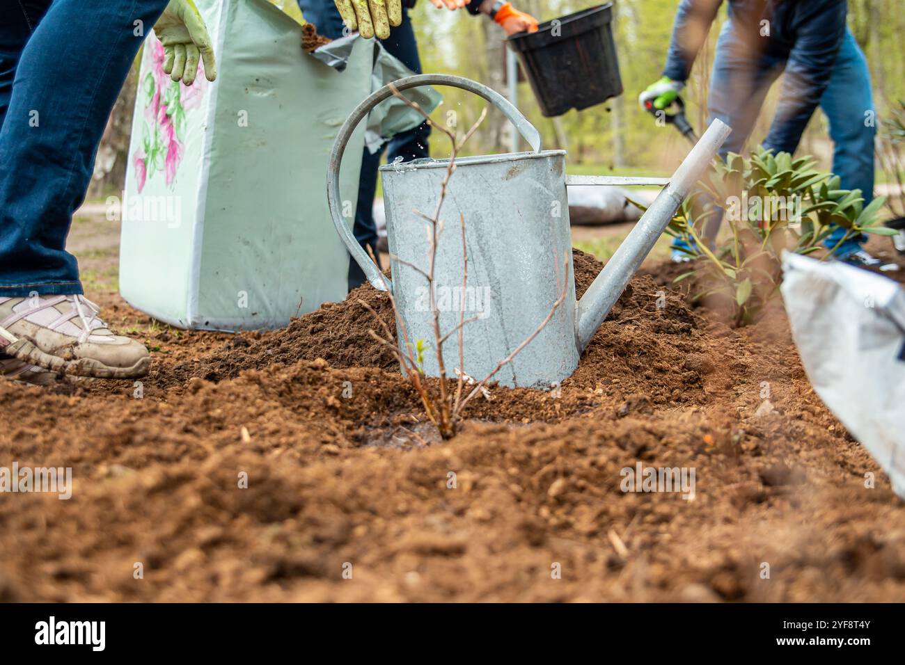 Hand male gardener plants seedling hi-res stock photography and images ...