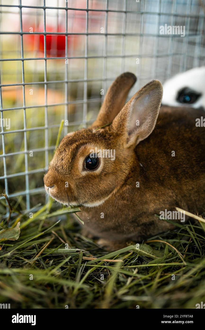 Rabbit in a cage hi-res stock photography and images - Alamy