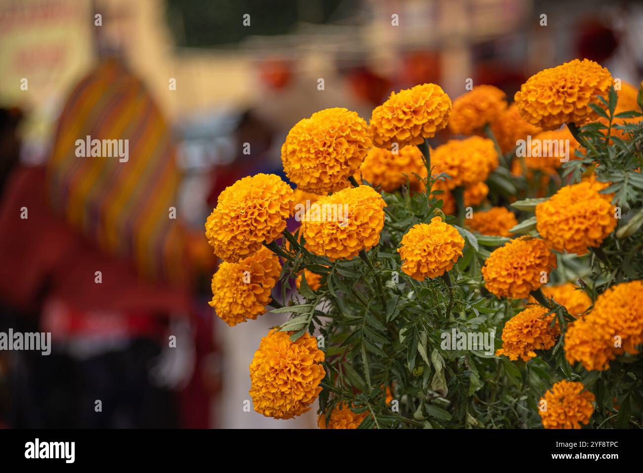 Close-up of vibrant orange marigold flowers traditionally used for ...