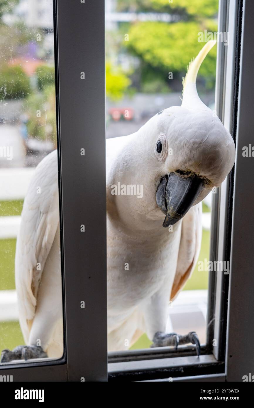 Curious White Cockatoo Peeping Inside a Room via Window Stock Photo - Alamy