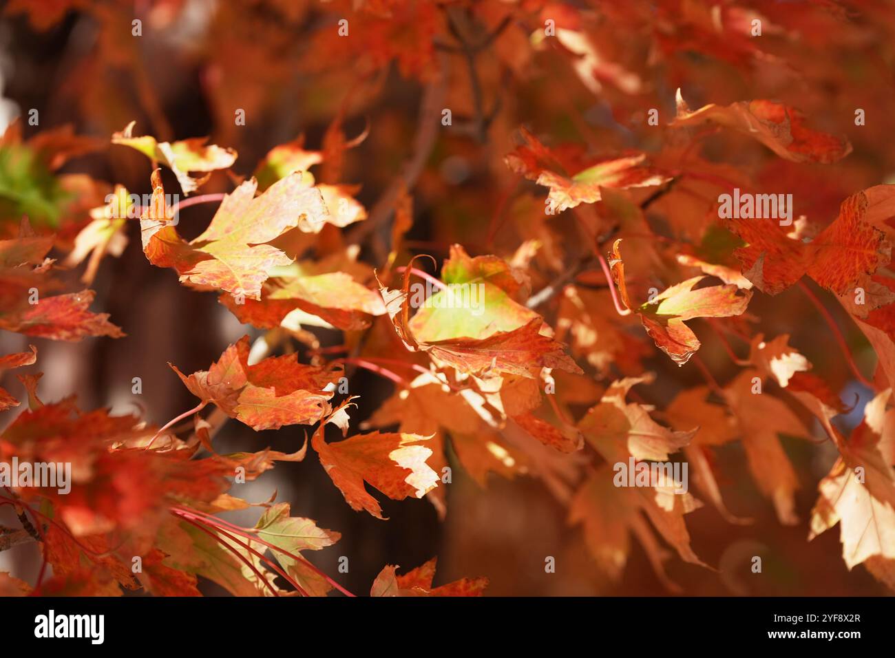 Autumn leaves of red maple Stock Photo - Alamy