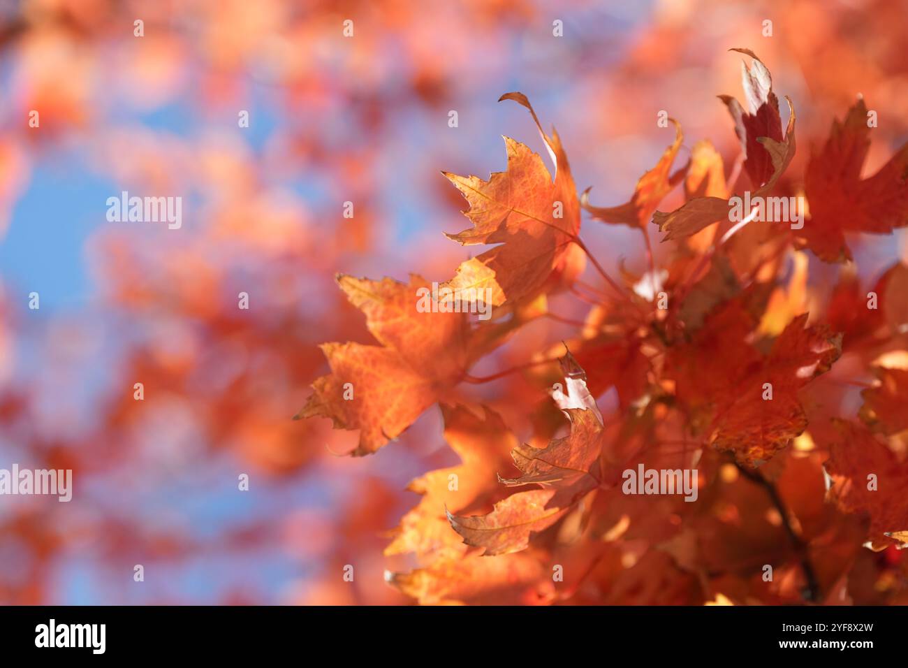 Autumn leaves of red maple Stock Photo - Alamy