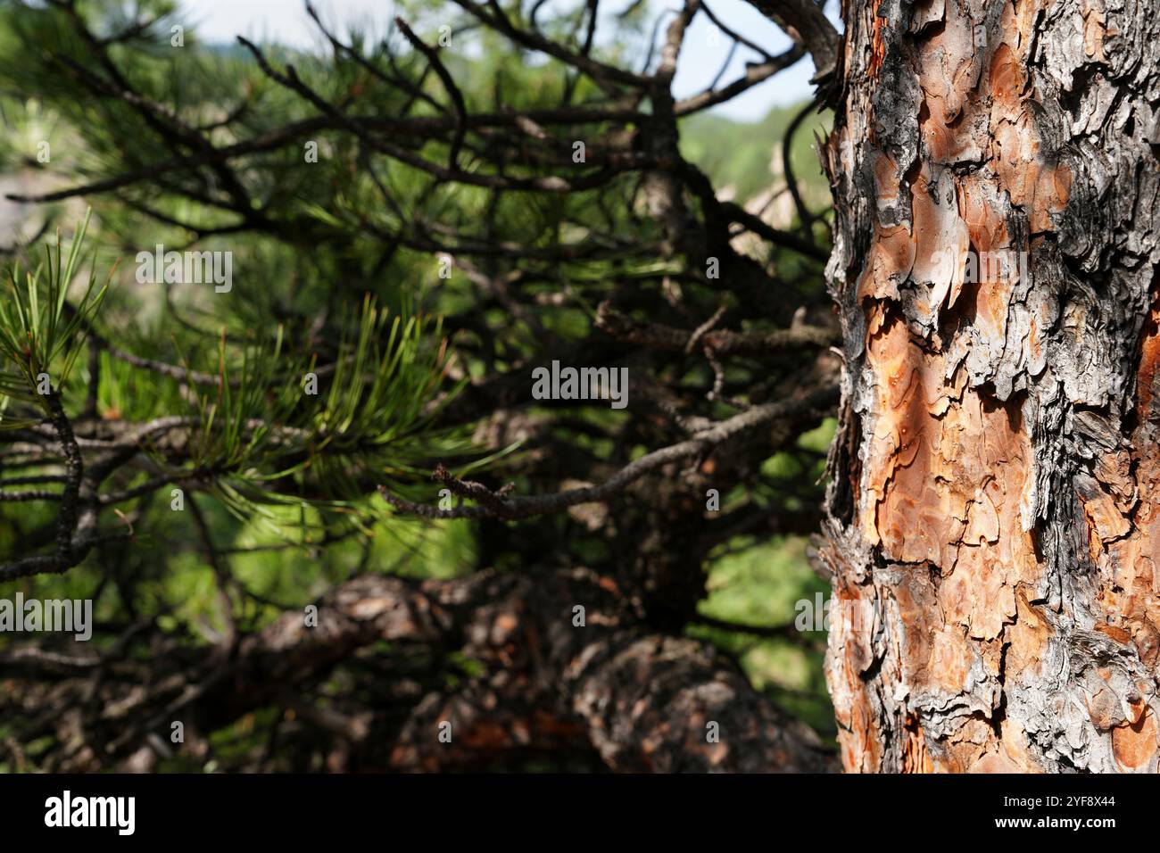 Shore pine pinus contorta contorta hi-res stock photography and images - Alamy