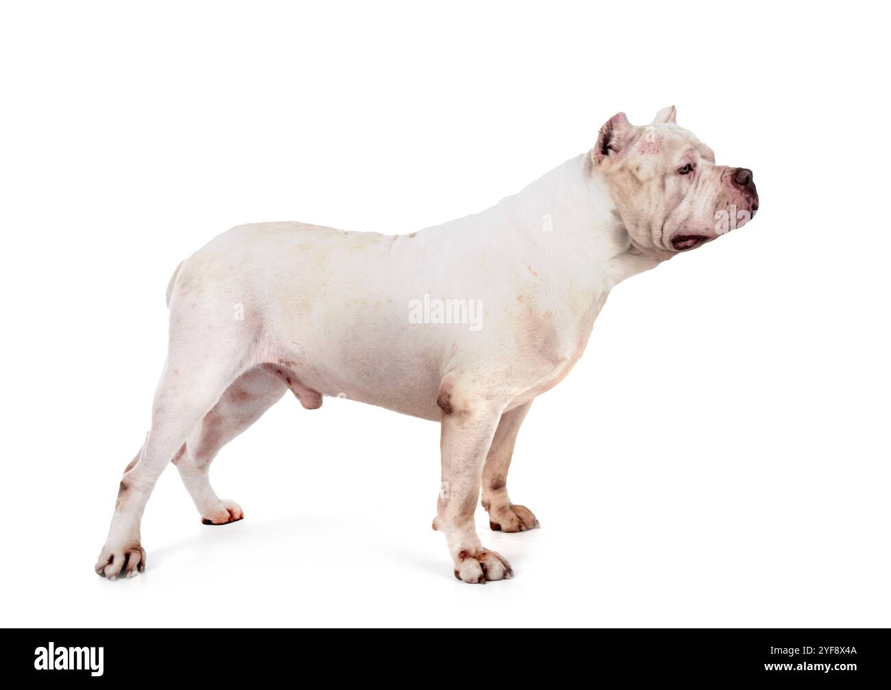 Xl bully dog hi-res stock photography and images - Alamy