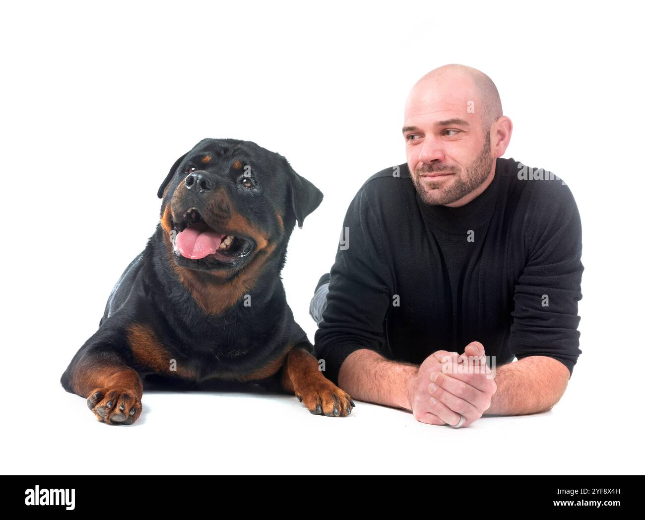 purebred rottweiler and man in front of white background Stock Photo ...