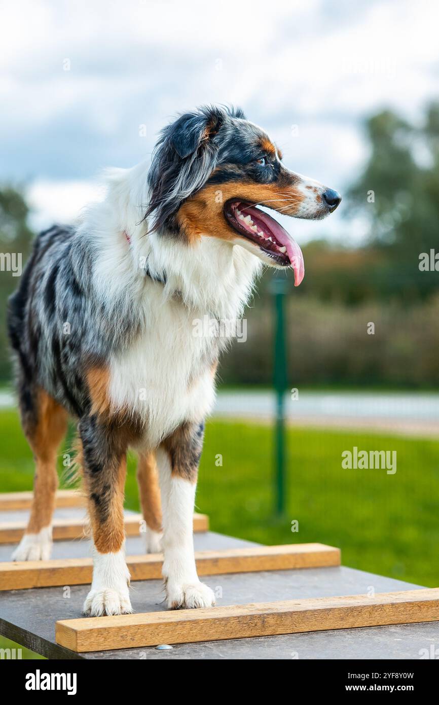 Agility plank hi-res stock photography and images - Alamy