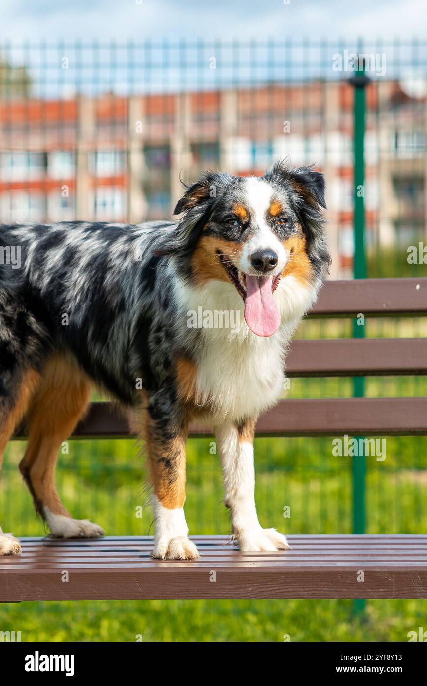 Australian shepherd dog spring hi-res stock photography and images - Alamy