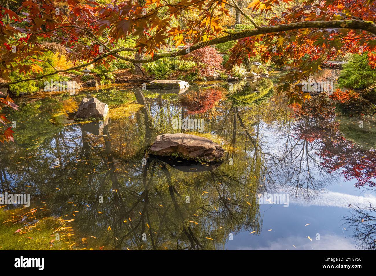 Beautiful autumn morning in the Japanese Garden at world-class Gibbs ...