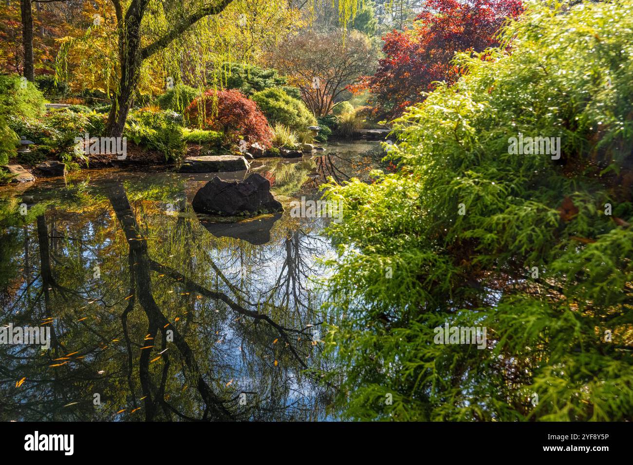 Beautiful autumn morning in the Japanese Garden at world-class Gibbs ...