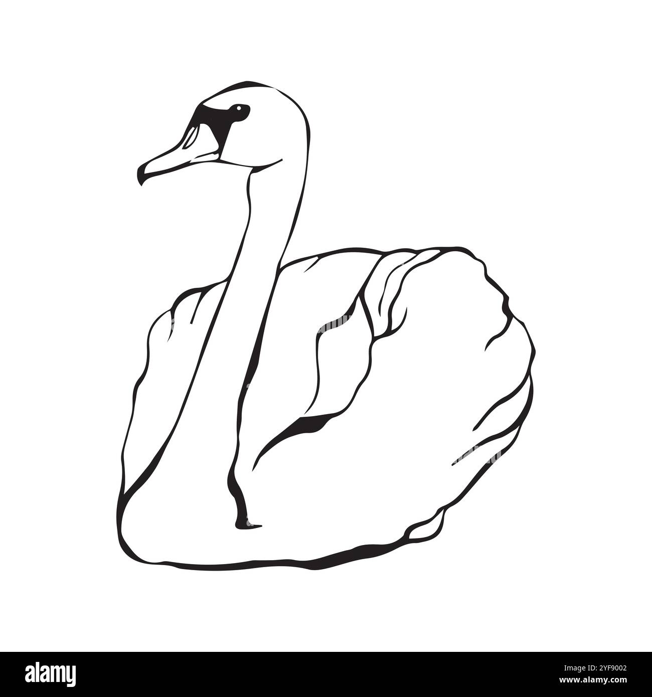 Cygnet in water Stock Vector Images - Alamy