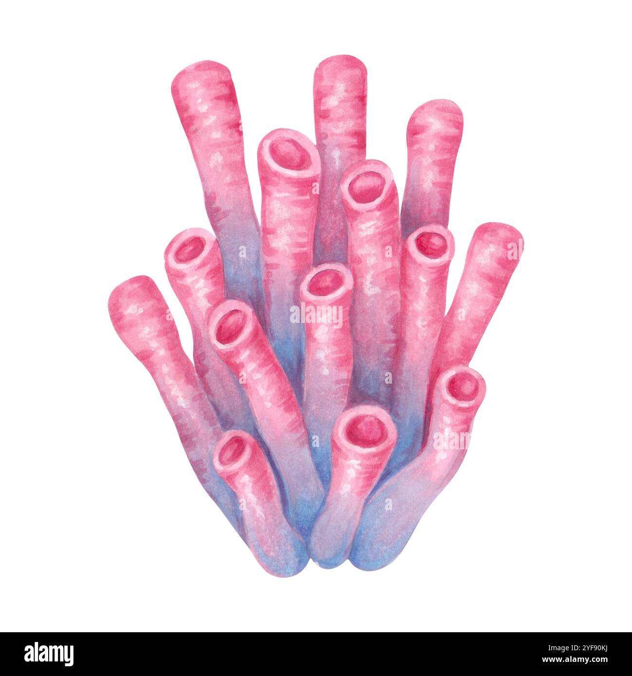 Tube corals, sea sponge. Watercolor and marker illustration. Ocean ...
