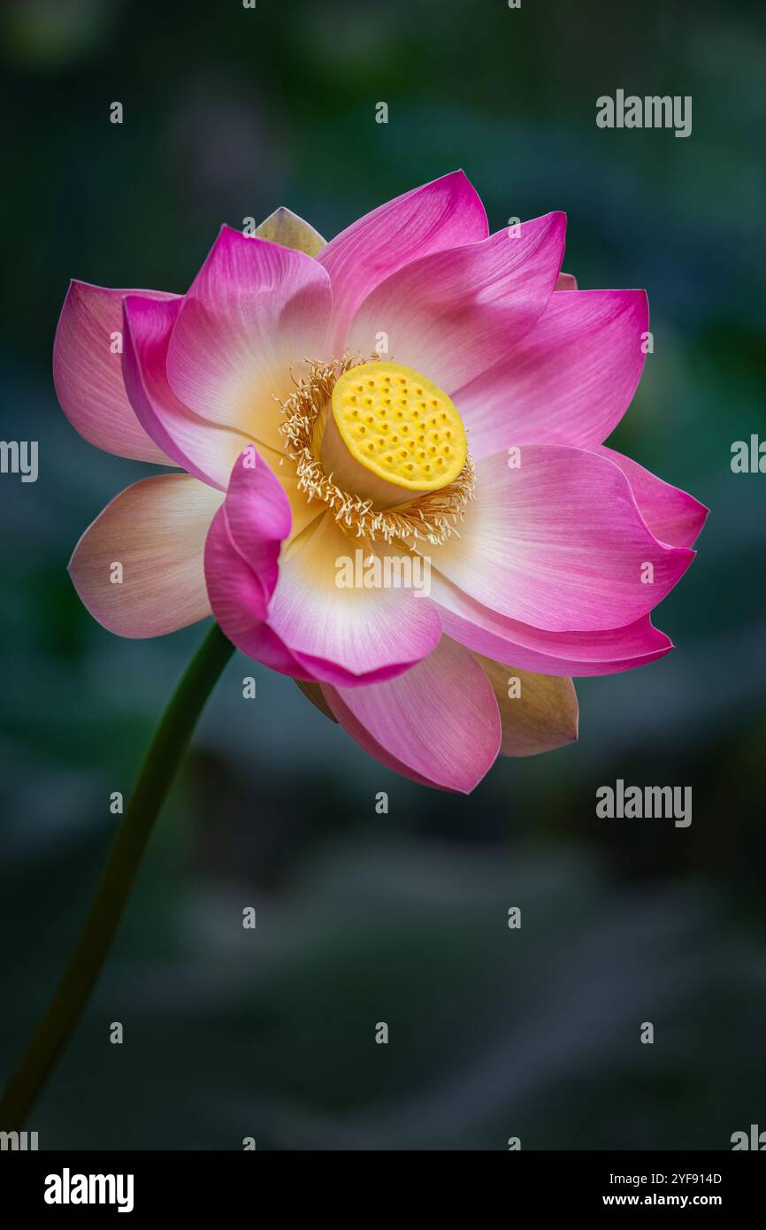 Indian lotus hi-res stock photography and images - Alamy