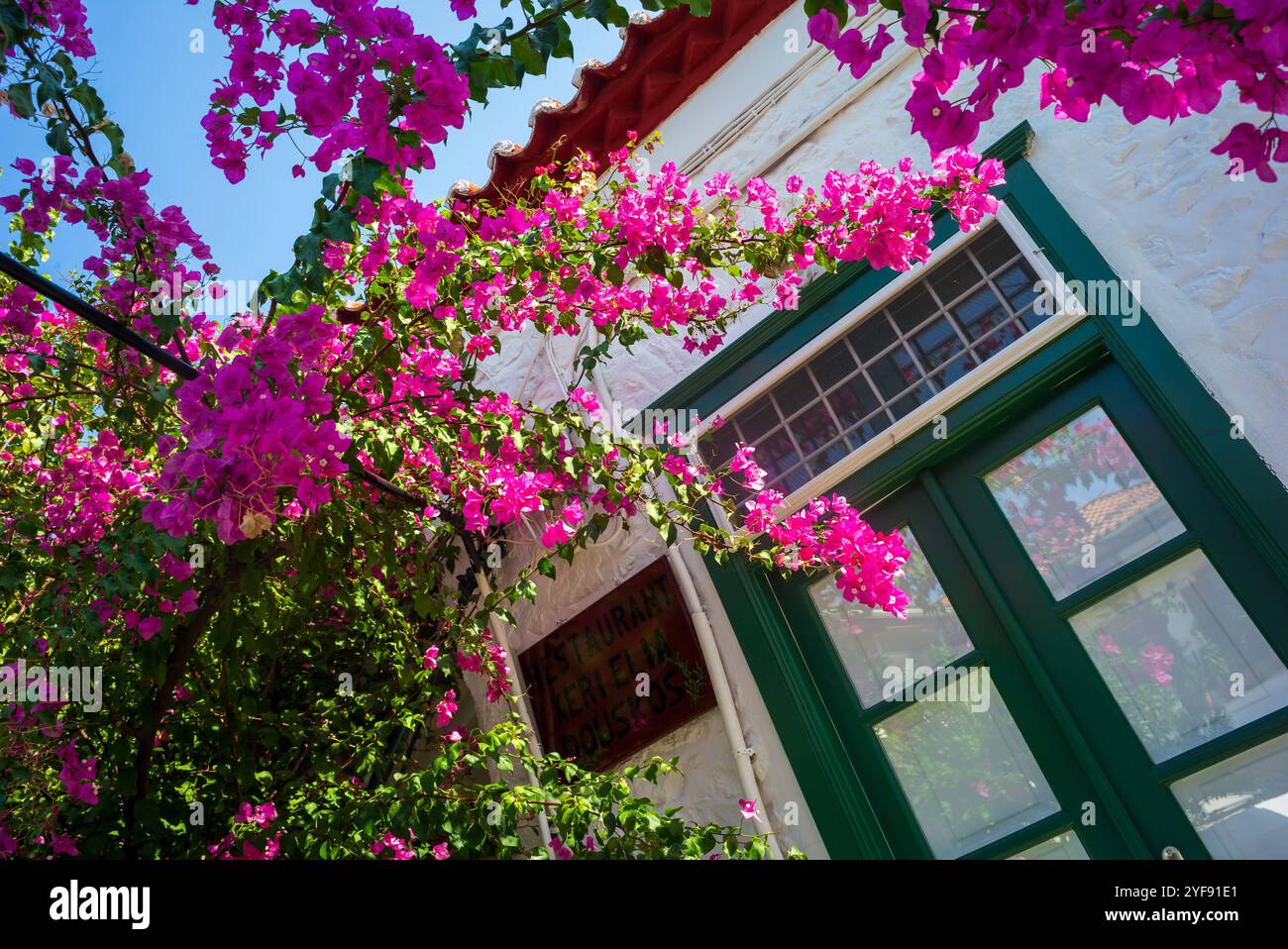 bougainvillea tree in the streets of the island of hydra, greece ...