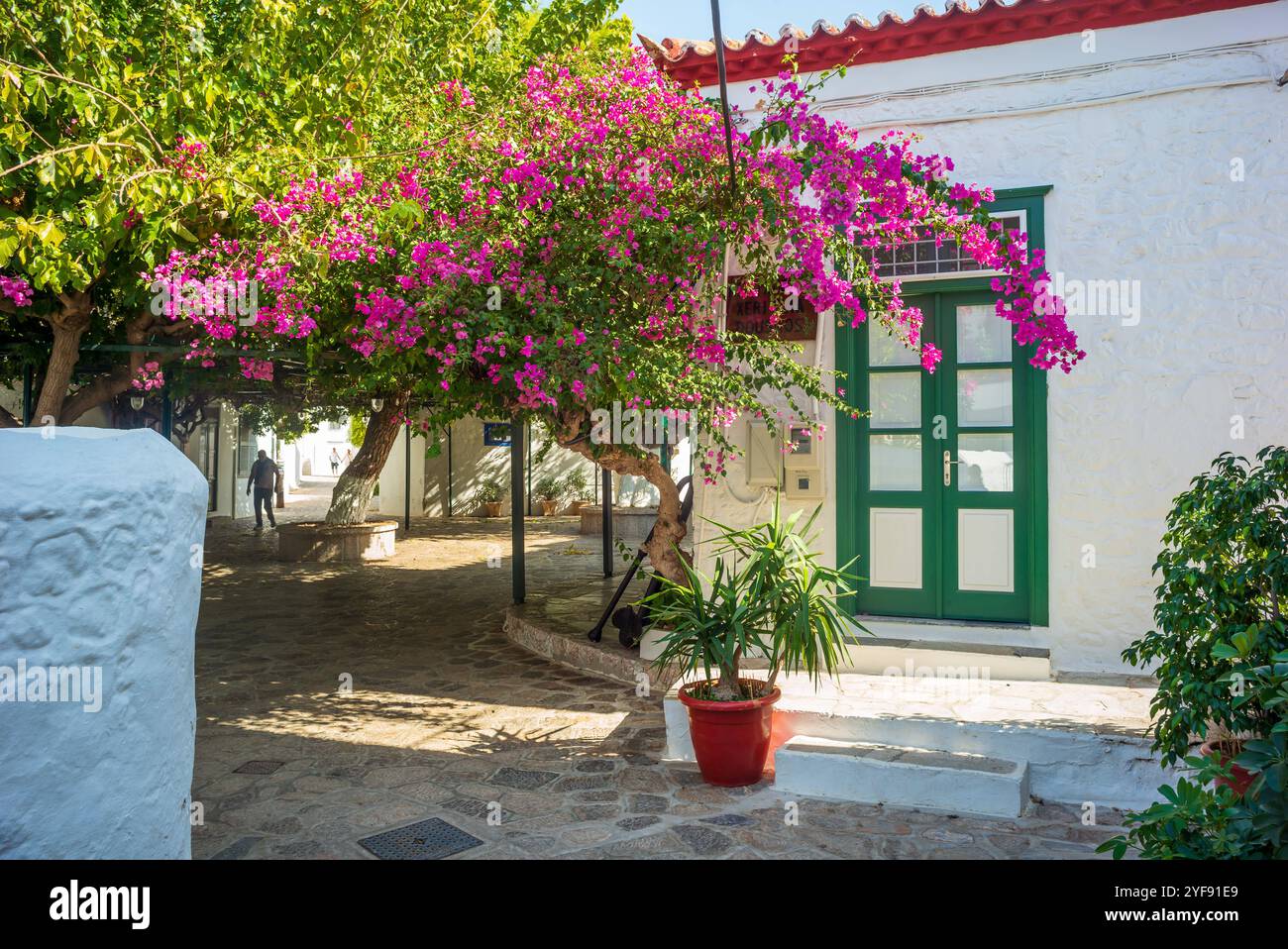 bougainvillea tree in the streets of the island of hydra, greece ...