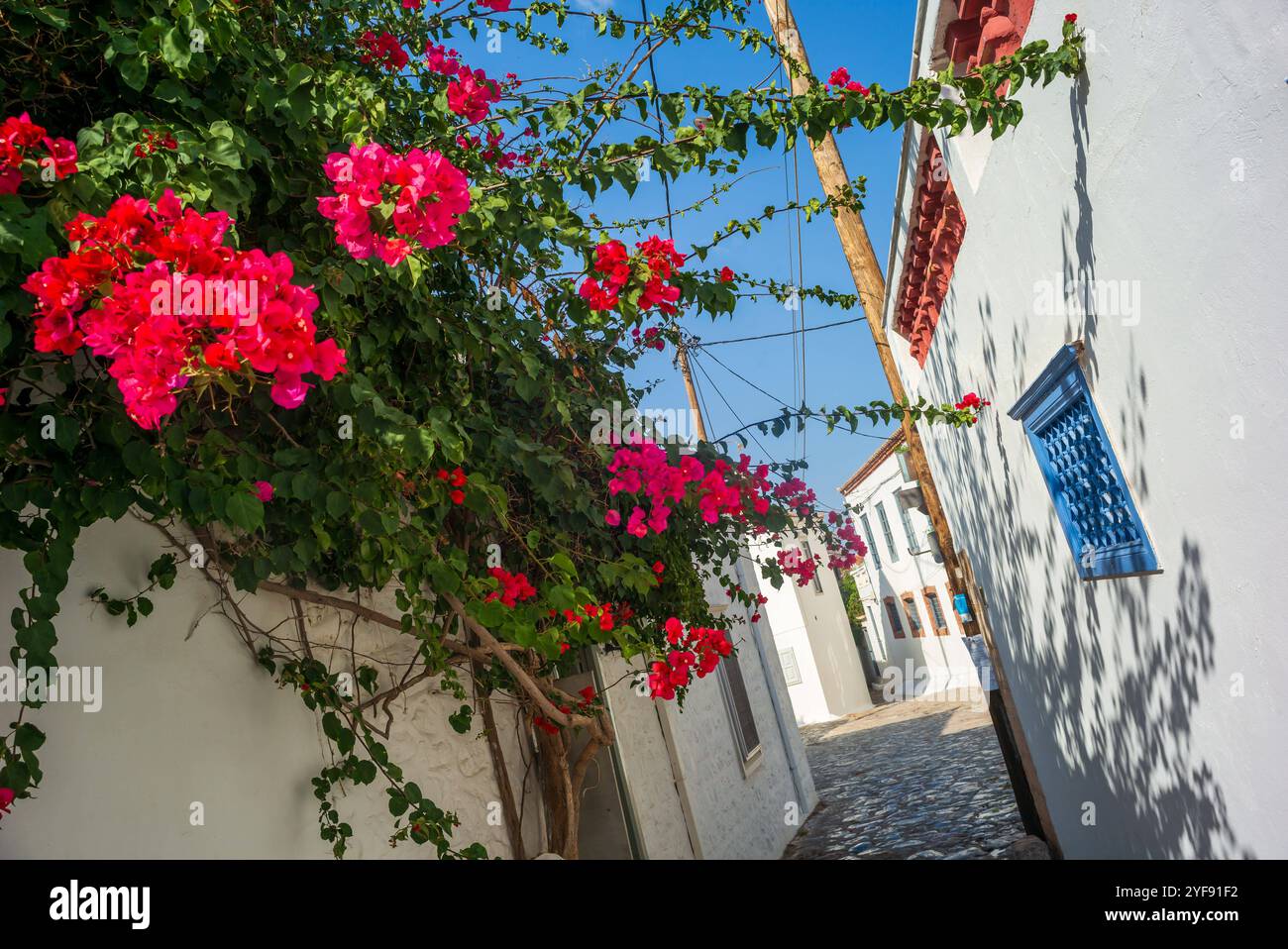 bougainvillea tree in the streets of the island of hydra, greece ...