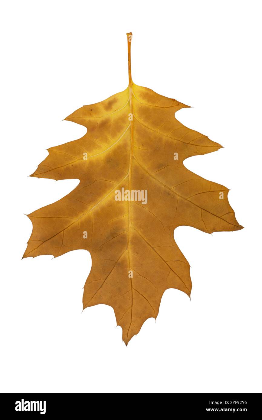 Tree leaf isolated on hi-res stock photography and images - Alamy