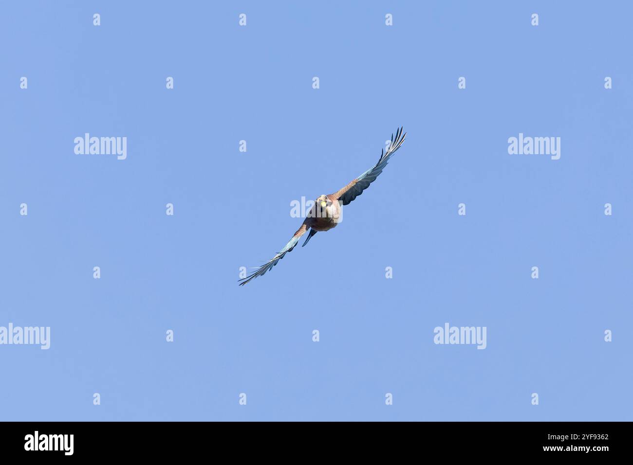 Eurasian jay flying hi-res stock photography and images - Alamy