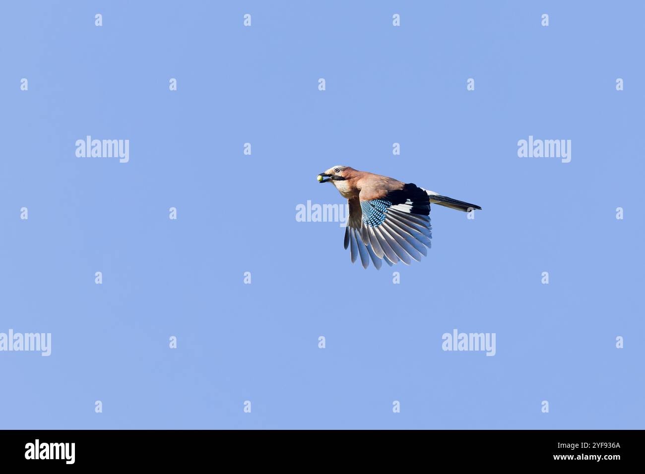 Eurasian jay flying hi-res stock photography and images - Alamy