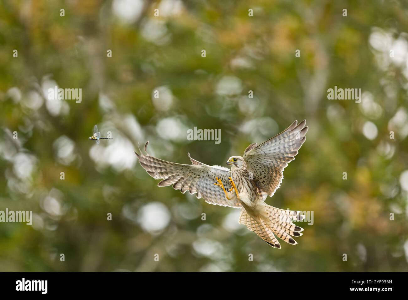 Common kestrel Falco tinnunculus, adult female about to catch Hawker ...