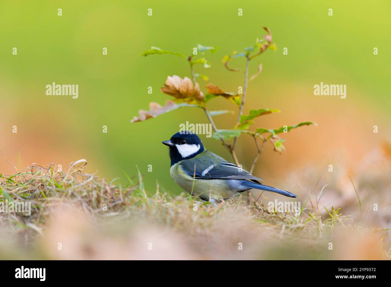 Great tit Parus major, adult standing under English oak Quercus robur ...