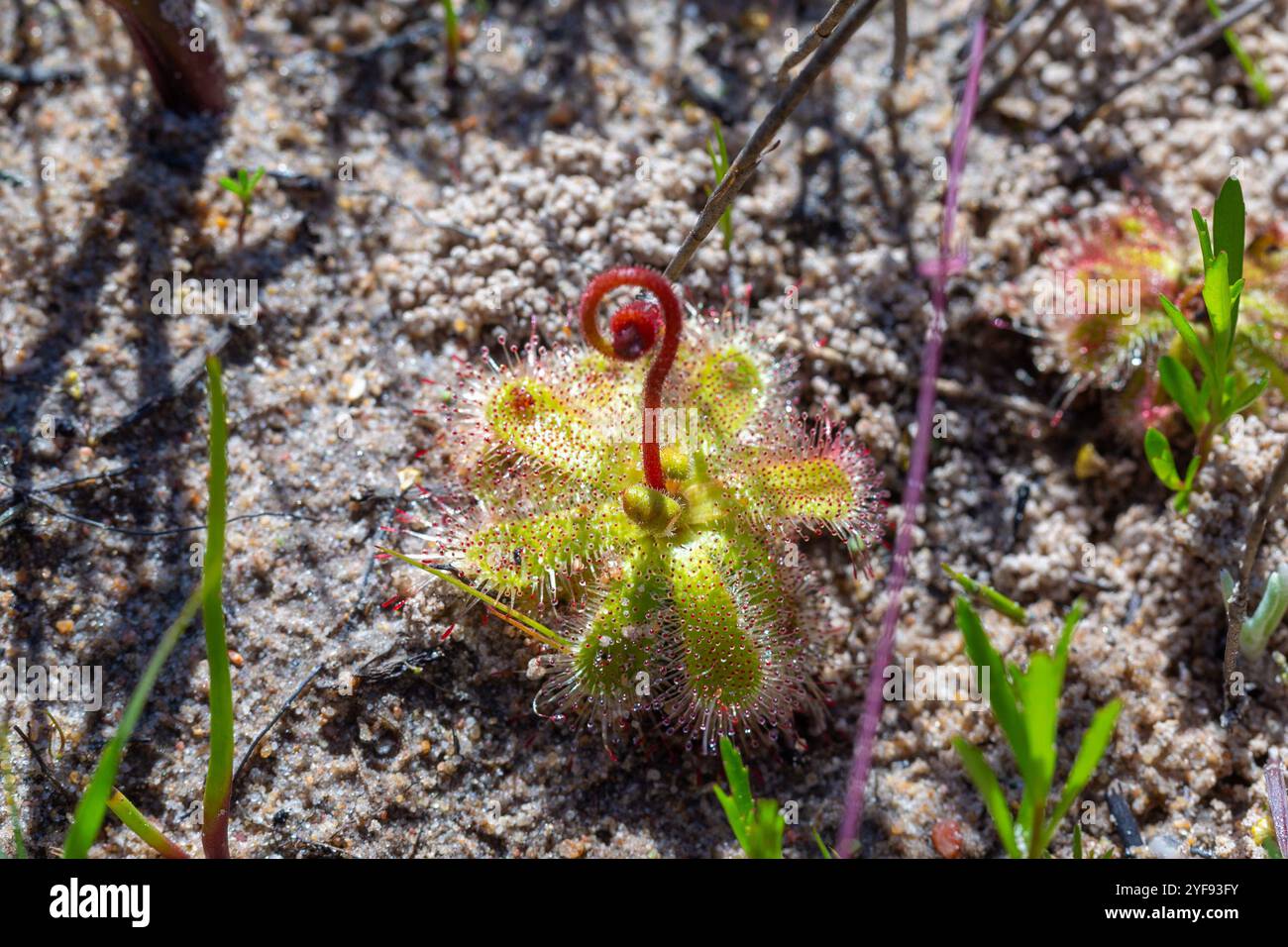 Drosera pauciflora seen near Darling in the Western Cape of South ...