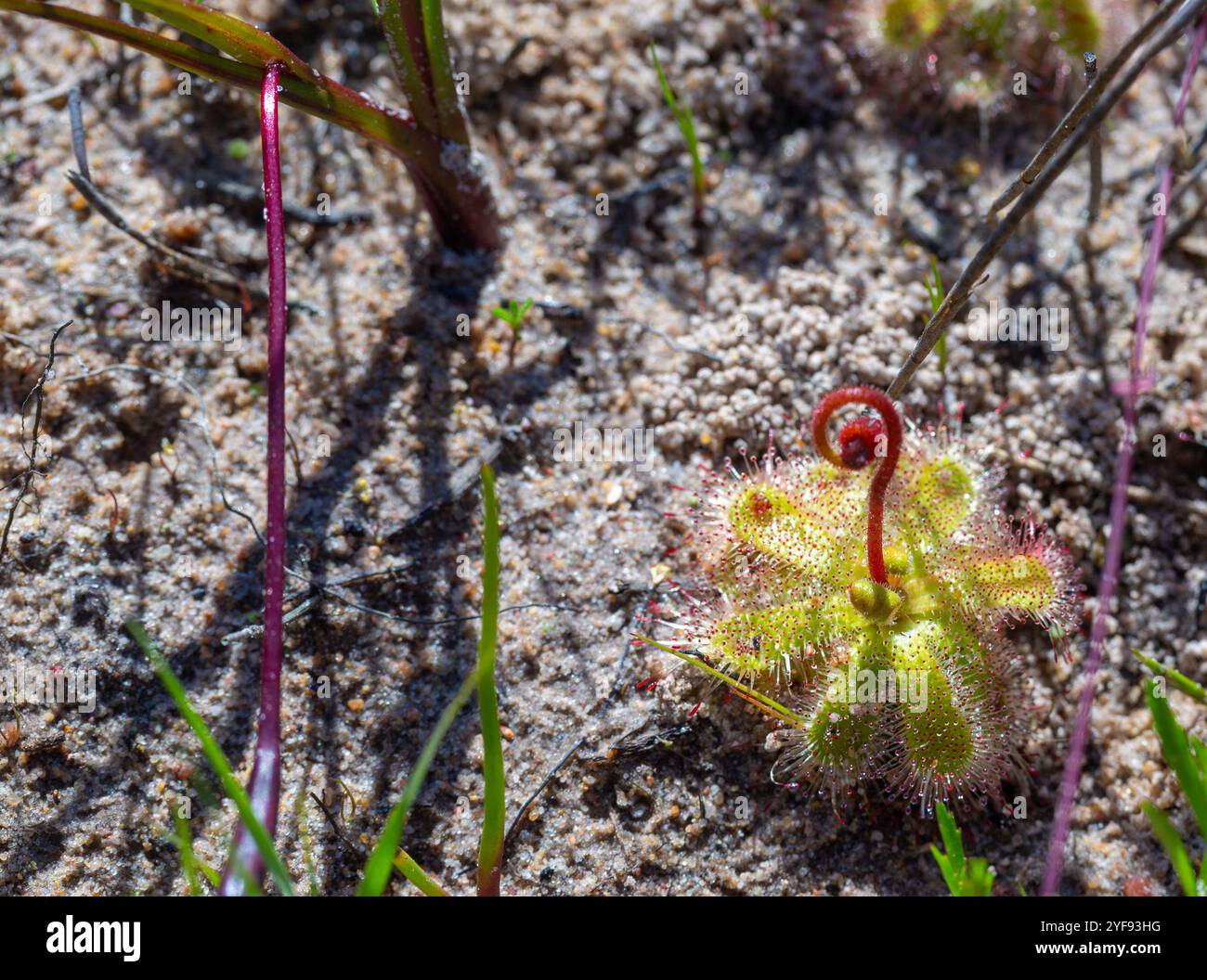 Drosera pauciflora seen near Darling in the Western Cape of South ...