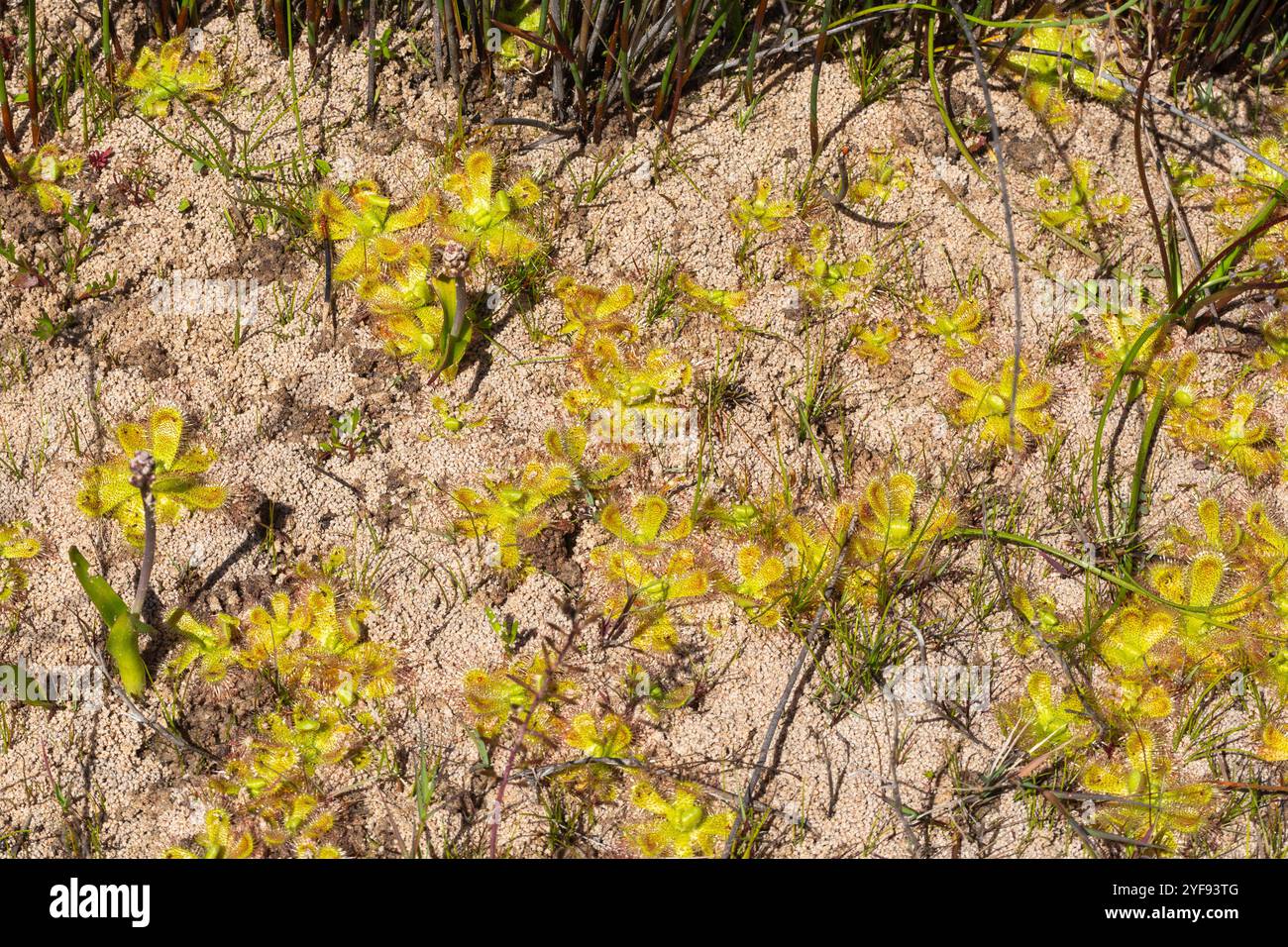 Drosera pauciflora seen near Darling in the Western Cape of South ...