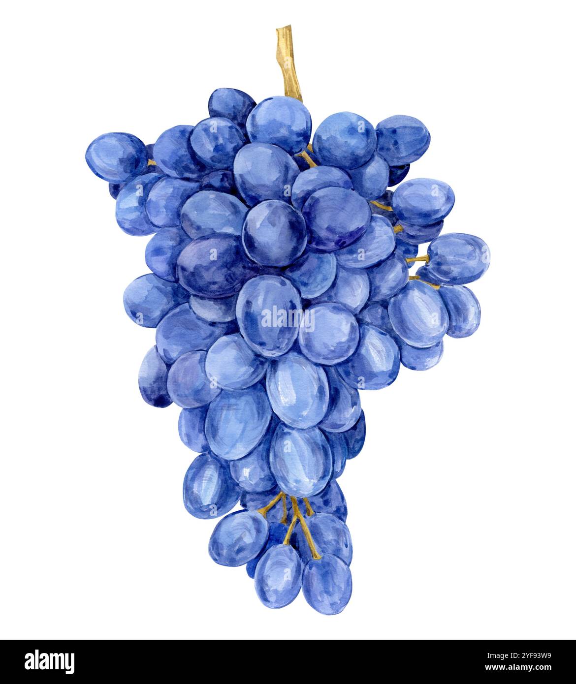 Watercolor blue grapes. Illustration of purple fruit isolated on white ...