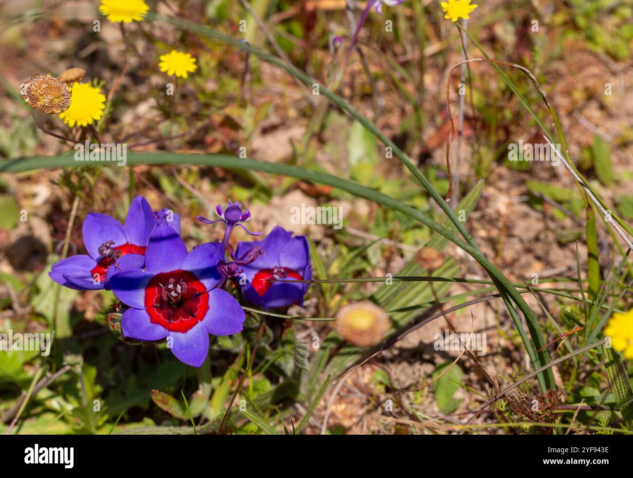 South African Wildflower: The beautiful flower of Babiana rubrocyanea ...