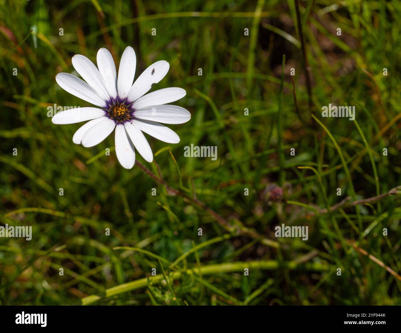 Two flowers of the common white African Daisy (Dimorphtotheca pluvialis ...