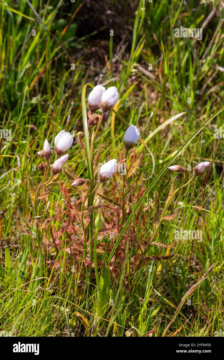 Carnivorous plants: flowering Sundew (Drosera cistiflora) in natural ...