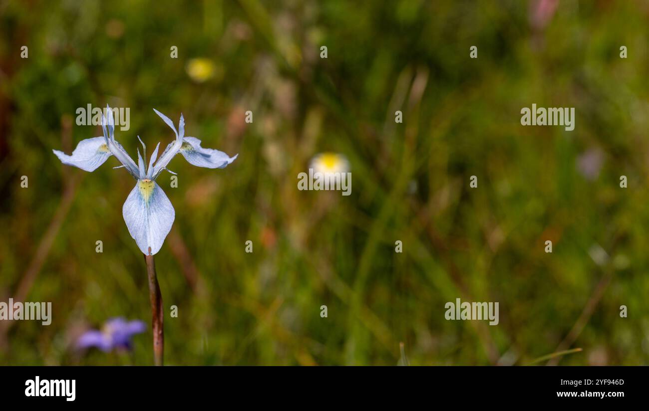 Moraea sp. seen near Darling in the Western Cape of South Africa Stock ...