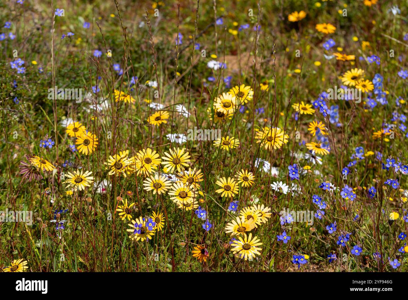 Some flowers in a renosterveld close to Darling in the Western Cape of ...