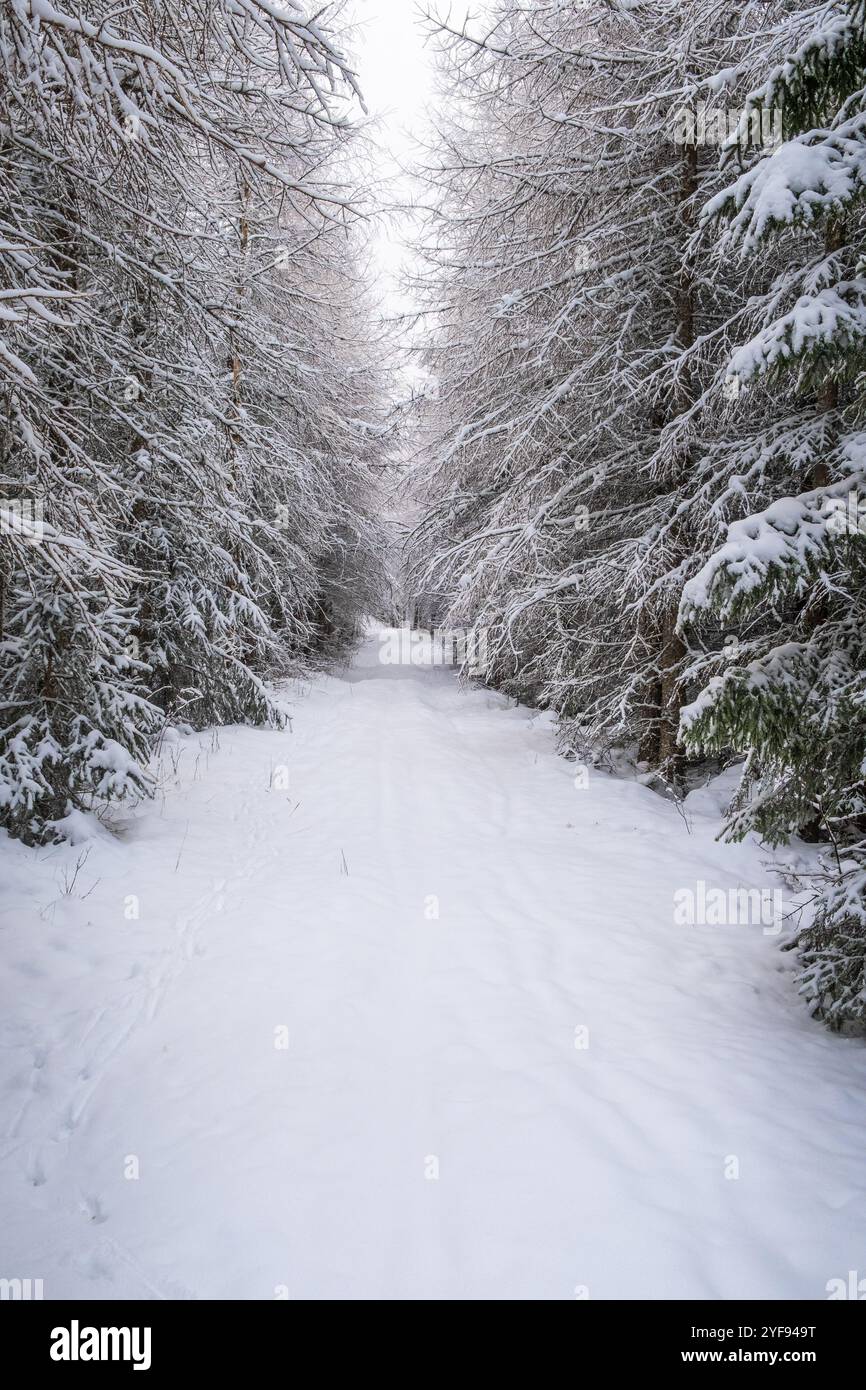 Hiking trail in a wintry forest Stock Photo - Alamy
