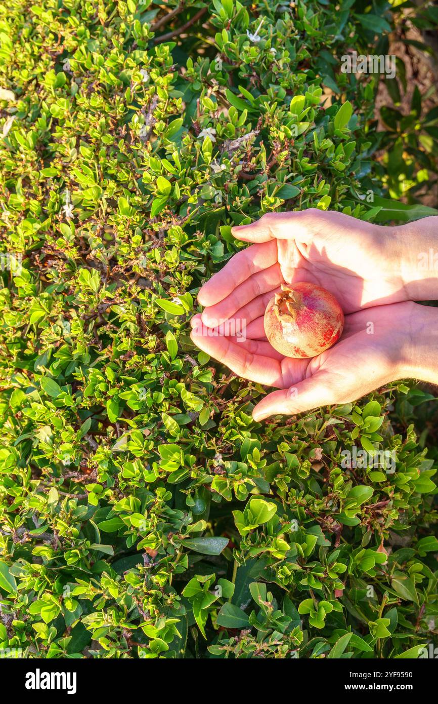 Woman's hands picking up fruit from tree. Orchard with big red ...