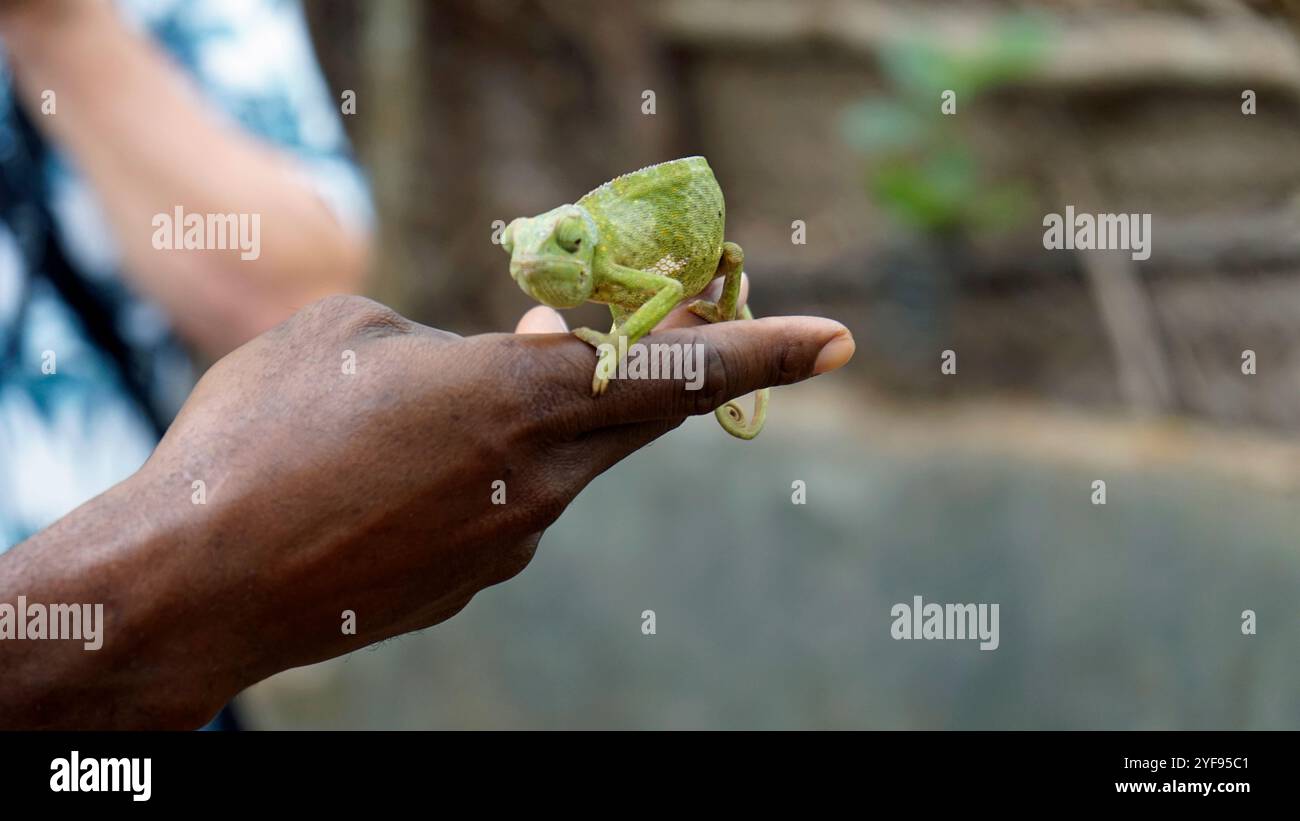 colorful chameleon on zanzibar island in africa Stock Photo - Alamy