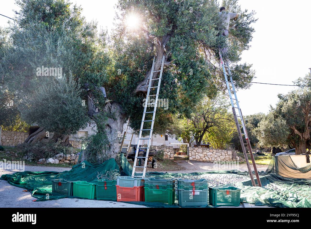 Locals, farmers using ladders while harvesting, hand picking olives on ...