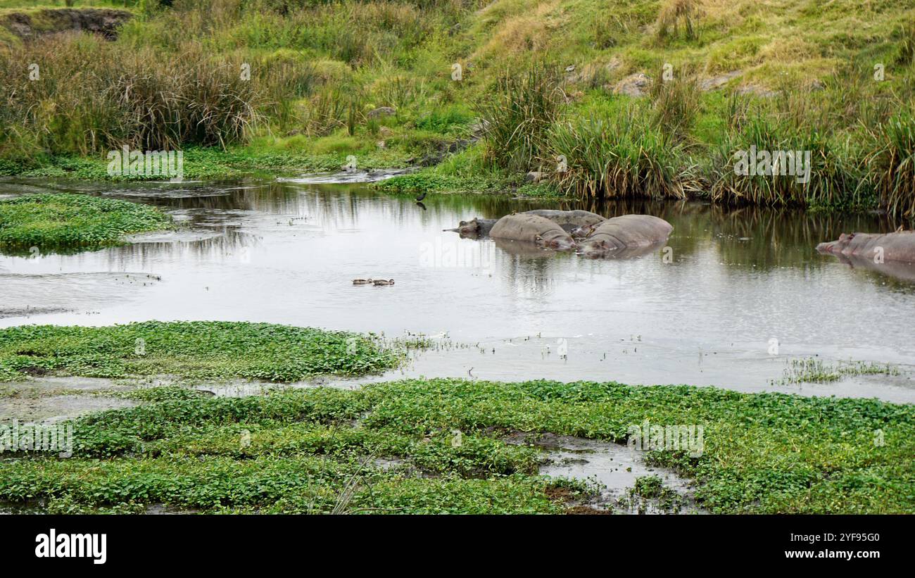 Retina hippo pool hi-res stock photography and images - Alamy