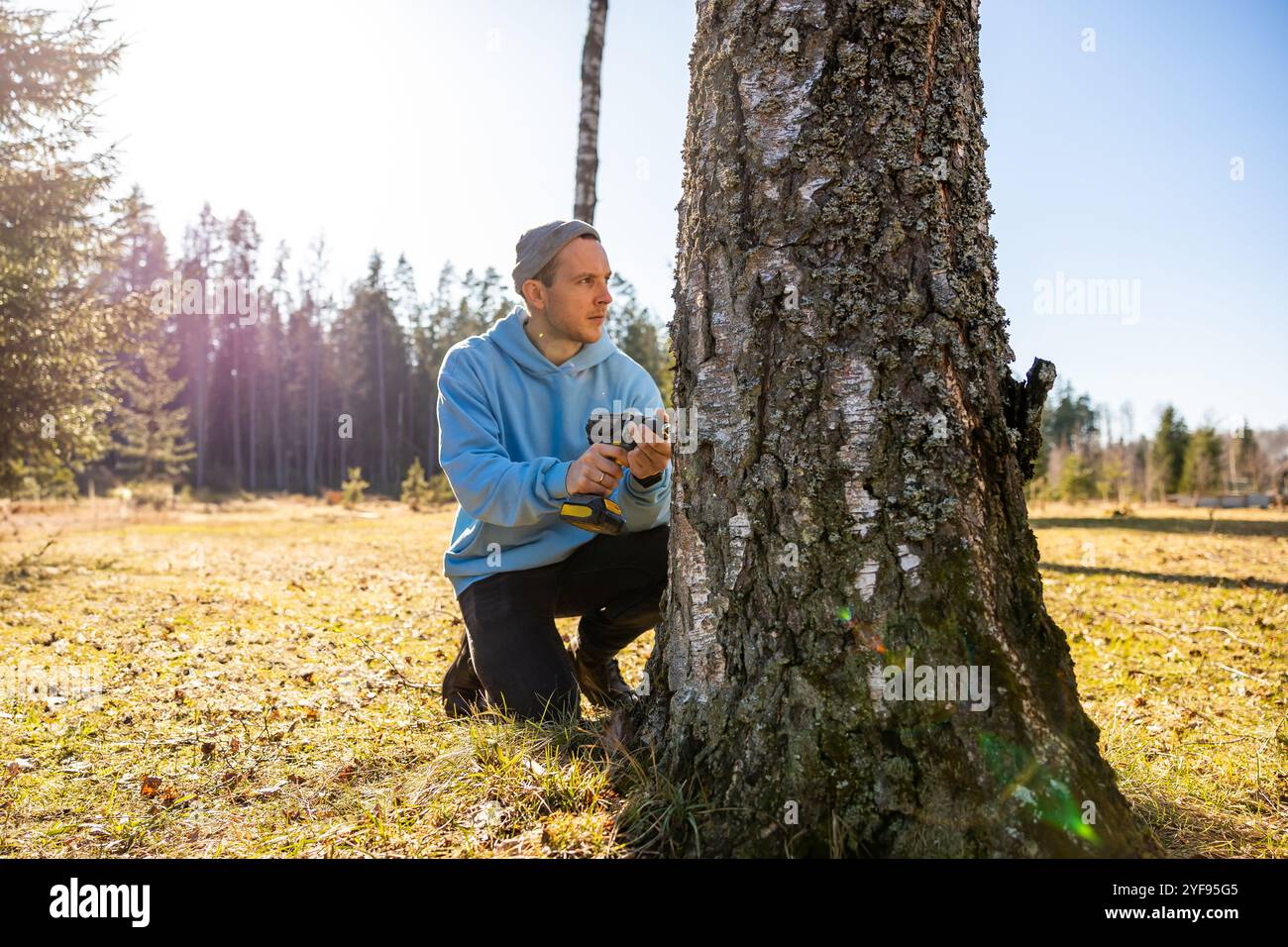 Man in drilling into a birch tree to collect fresh sap on a bright ...