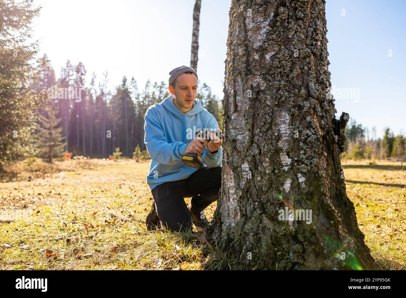 Man in drilling into a birch tree to collect fresh sap on a bright ...