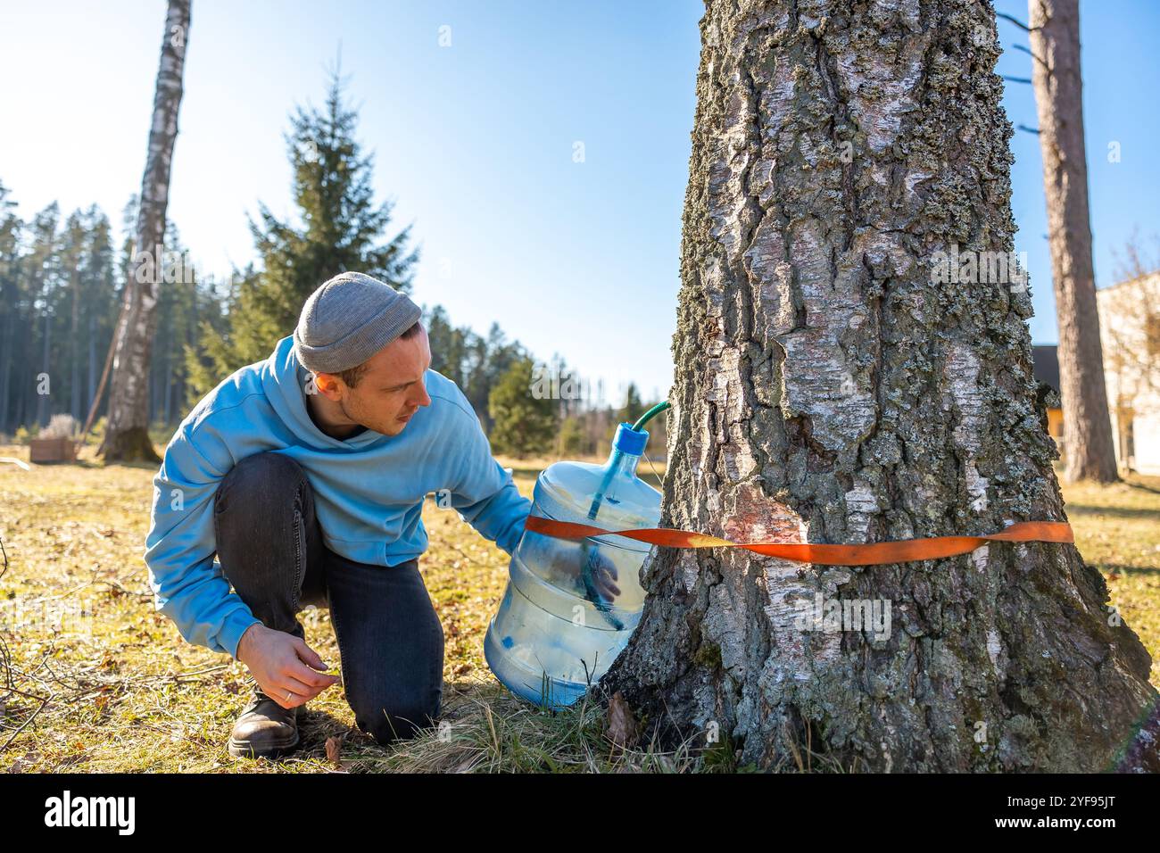 Man closely observing the flow of birch sap into a container on a clear ...