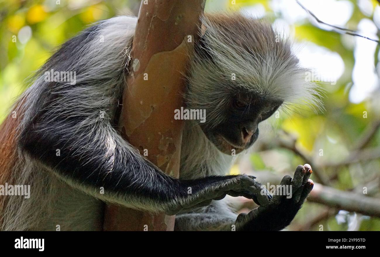 zanzibar red colobus monkey (Piliocolobus kirkii Stock Photo - Alamy